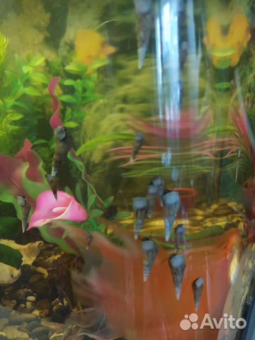 Улитки Мелании