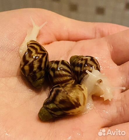 Улитки ахатины ретикулята альбино