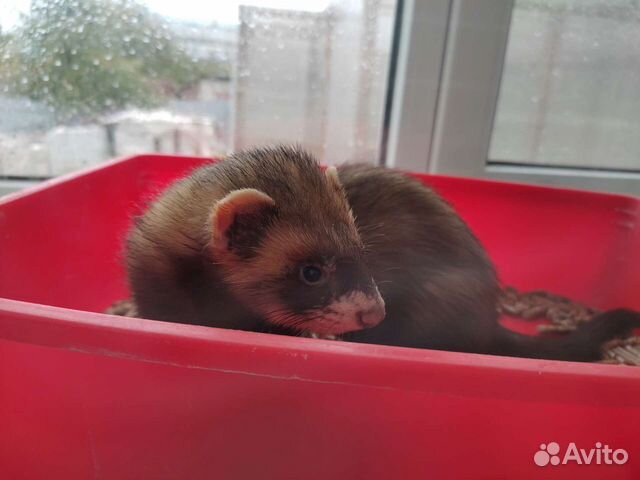 Хорёк декоративный