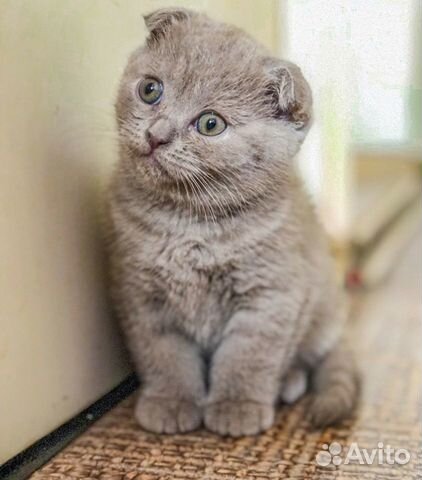 Шотладские котята вислоухие и прямоушки