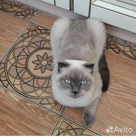 Шотландский кот 3 года