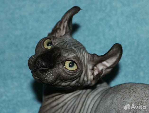 Котята двэльф и бамбино