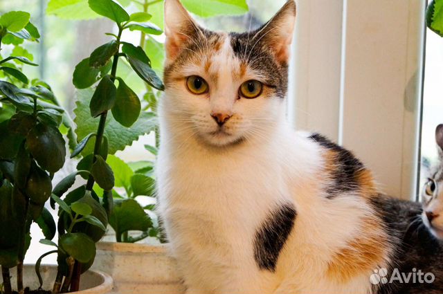 Кошка Джесс в добрые руки