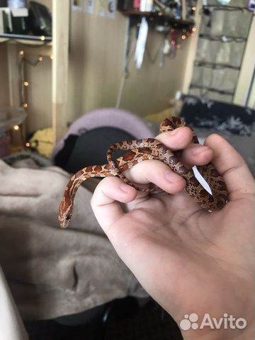 Маисовый полоз