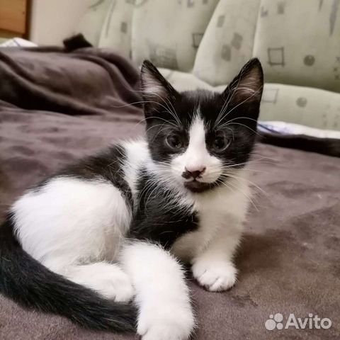 Кошечка в добрые руки