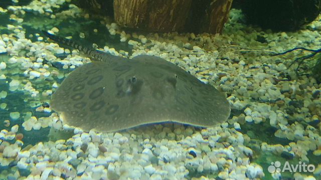 Скат Моторо