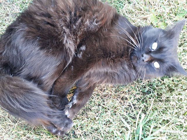 Кошка в дар