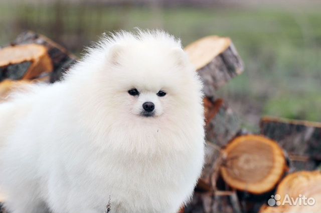 Шпиц племенной белый померанец