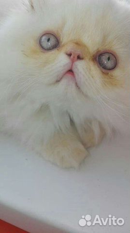 Персидская кошка