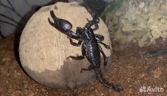 Скорпион heterometrus petersi