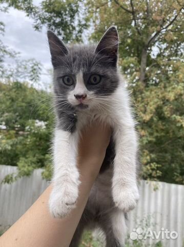 Котенок (мальчик ) в добрые руки