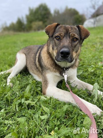 Собака Вега