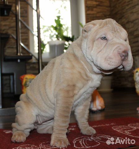 Шар-Пей малыши