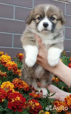 Вельш Корги Пемброк