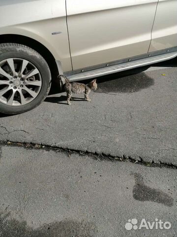 Котенок в опасности