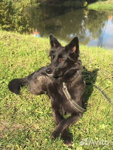 Красавица Адель ищет дом