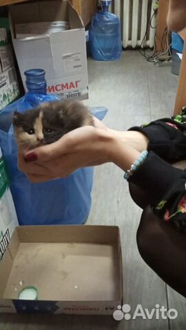 Отдам котенка в добрые руки