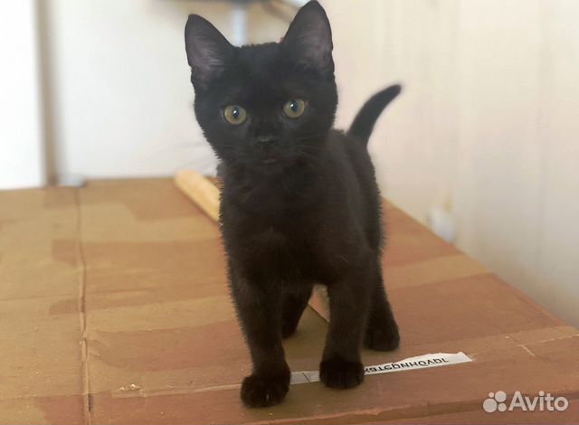 Котенок Таисья