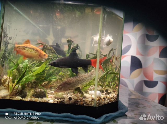 Аквариум 70 литров с рыбками