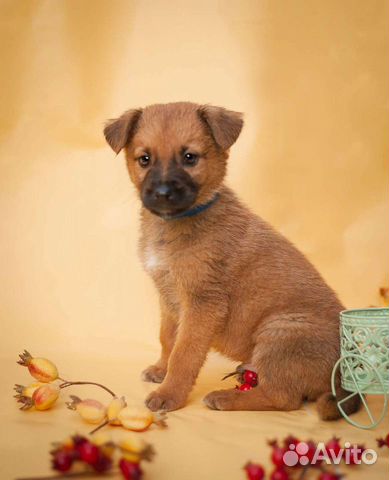 Клиф