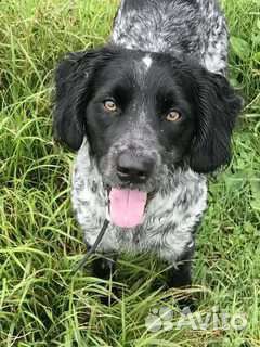 Щенки русского спаниеля