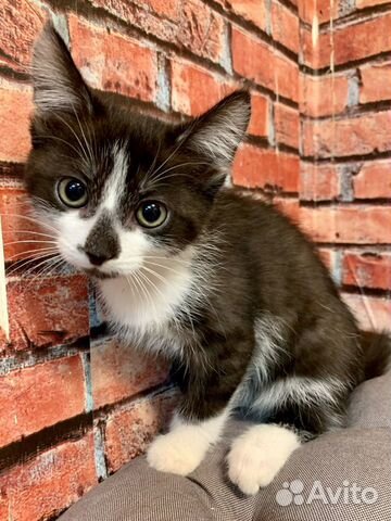 Котёнок Бантик 2 мес