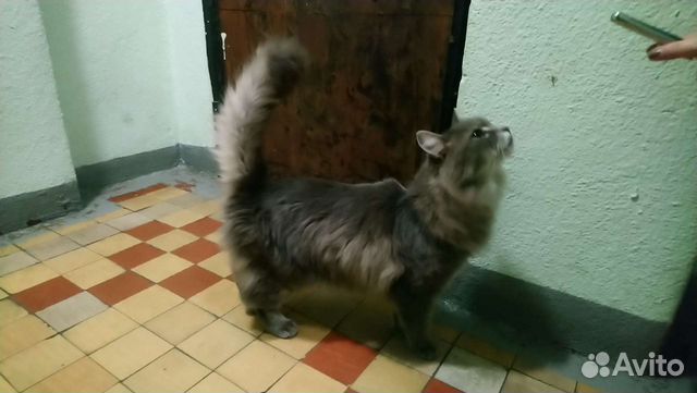 Найдена кошка