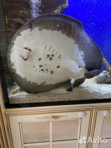 Скат моторо