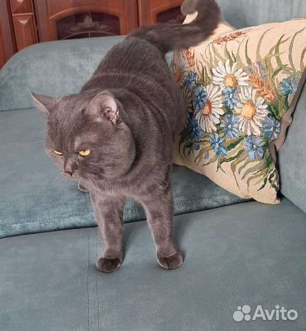 Гриша, 5 лет, Шотландский прямоухий, окрас голубой