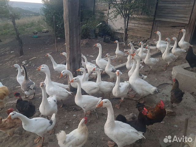 Гусята и взрослые гуси Линда