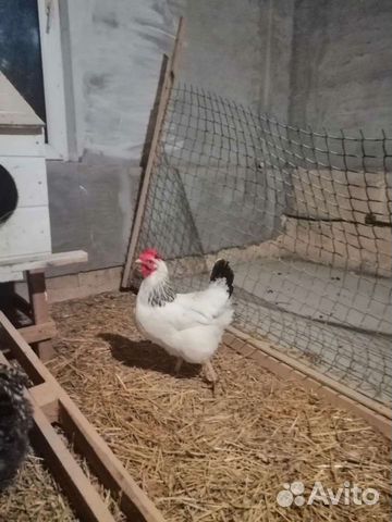 Куры Несушка Адлеровская серебристая