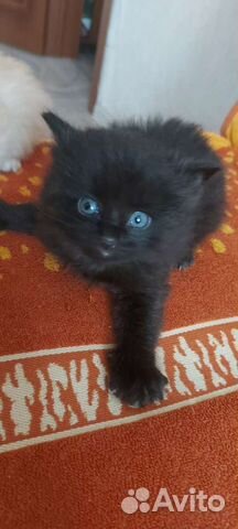 Котята в добрые руки даром