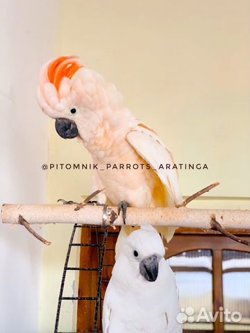 Какаду птенцы выкормыши