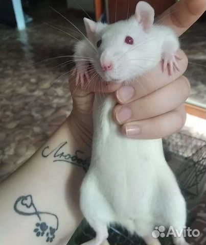 Крыса с клеткой