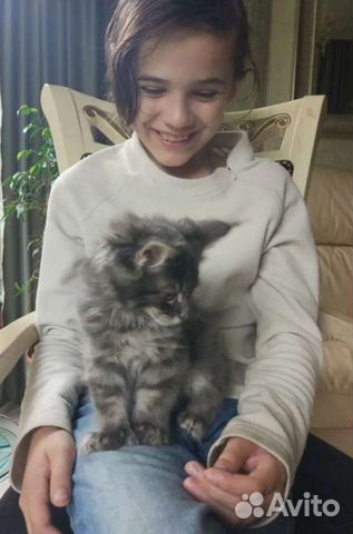 Полидакт голубой табби