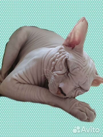 Донской сфинкс продам