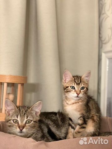 Котята в добрые руки бесплатно