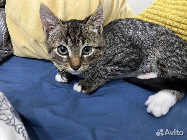 Котенок ищет дом