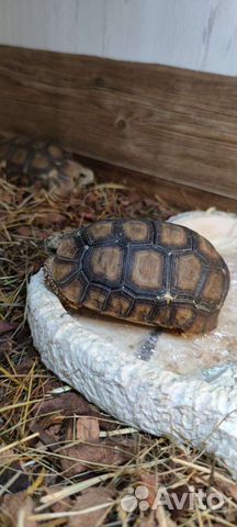 Черепаха сухопутная киникса