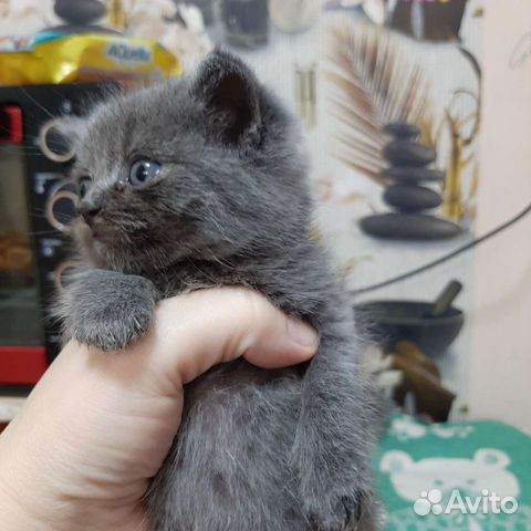 Британские котята