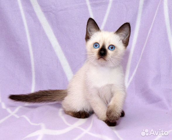 Тайская кошечка черного окраса (сил-пойнт)