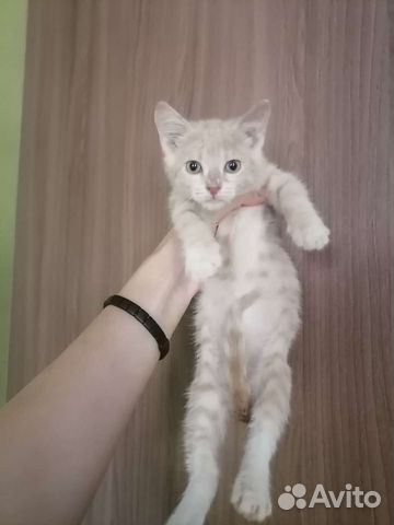 Мини тигра в добрые руки