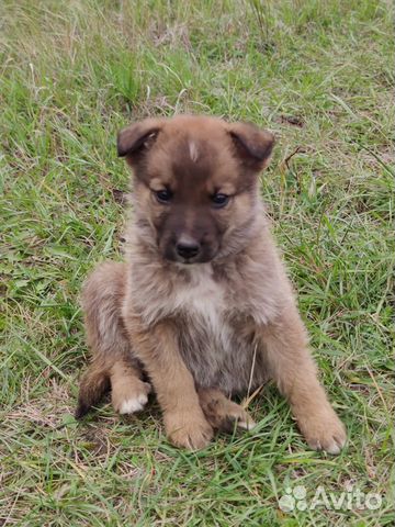 Малыши ищут дом