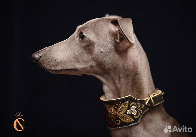 Левретка кобель вязка