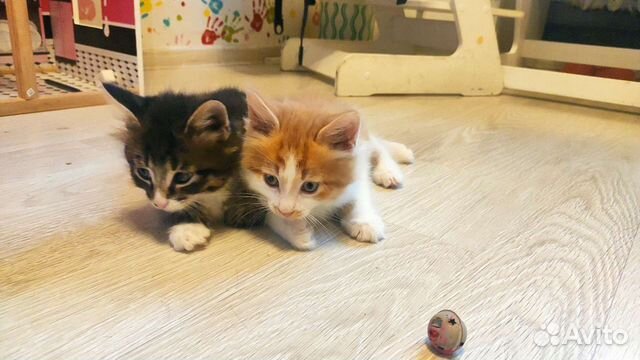 Котята в добрые руки бесплатно