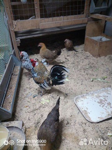 Продам бентамок, цезарок и петухов