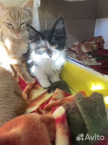 Чудесные котятки ждут своего хозяина