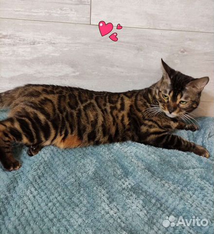 Бенгальская кошка