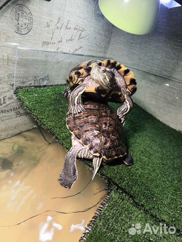 2 Красноушки девочки