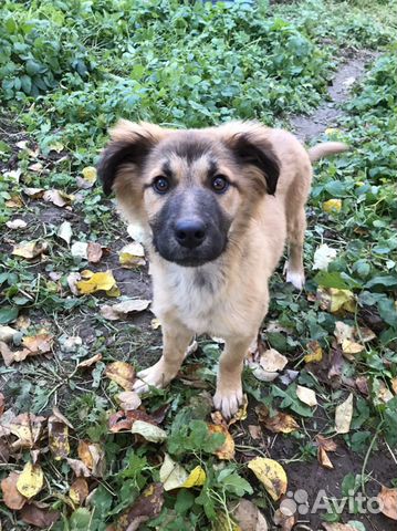 Плюшка в добрые руки